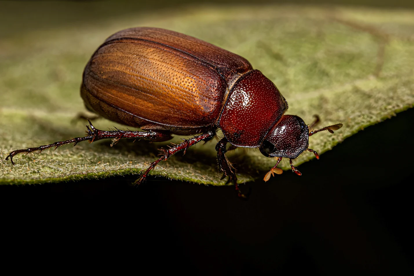 Scientists Unveil 13 Mind-blowing facts about June bug
